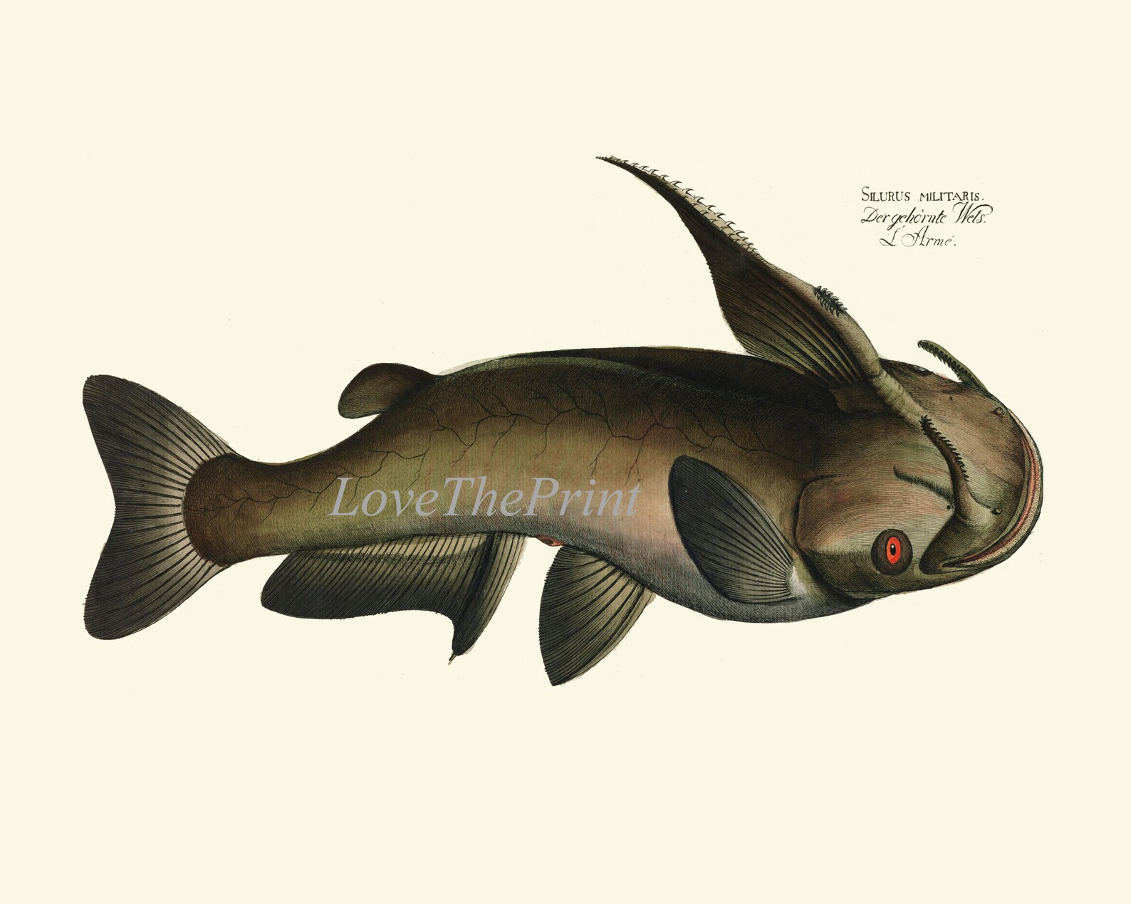 Fish Catfish Print Set of 6 Antique Beautiful Wall Art - Etsy