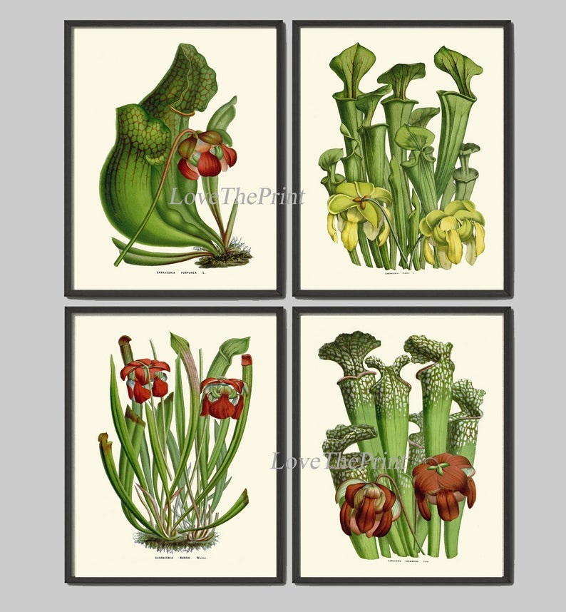 Carnivorous Insect Eating Plant Trumpet Pitchers Botanical - Etsy