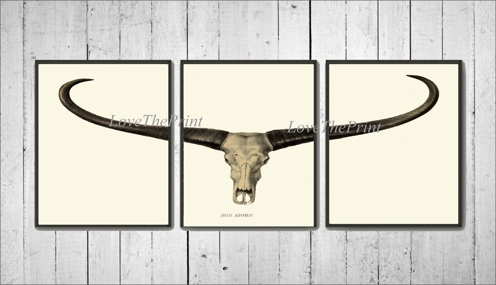 Buffalo Scull Horns Wall Art Print Set of 3 Beautiful Antique - Etsy