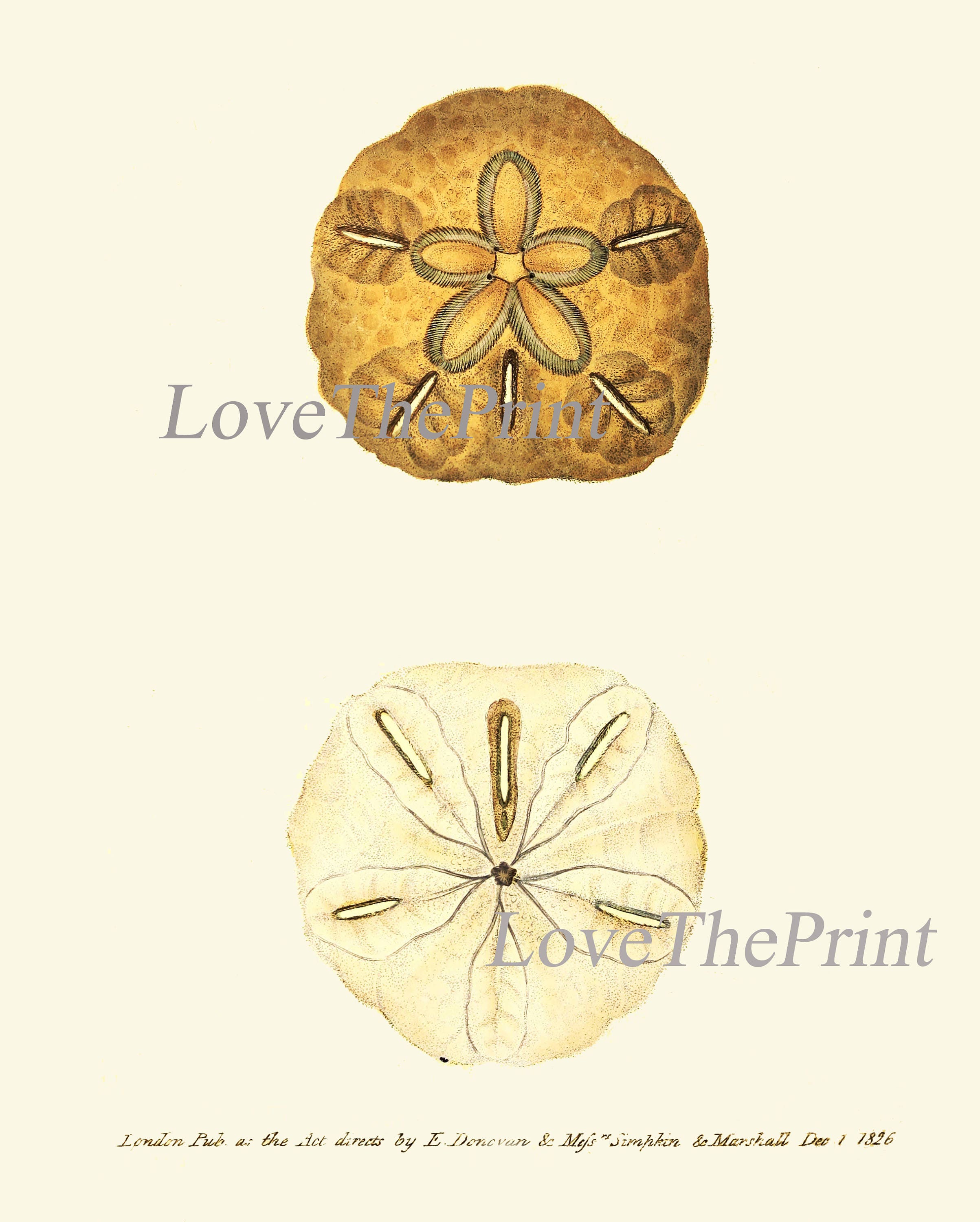 Seashell Sea Shell Coral Art Print Set of 4 Antique Beautiful | Etsy