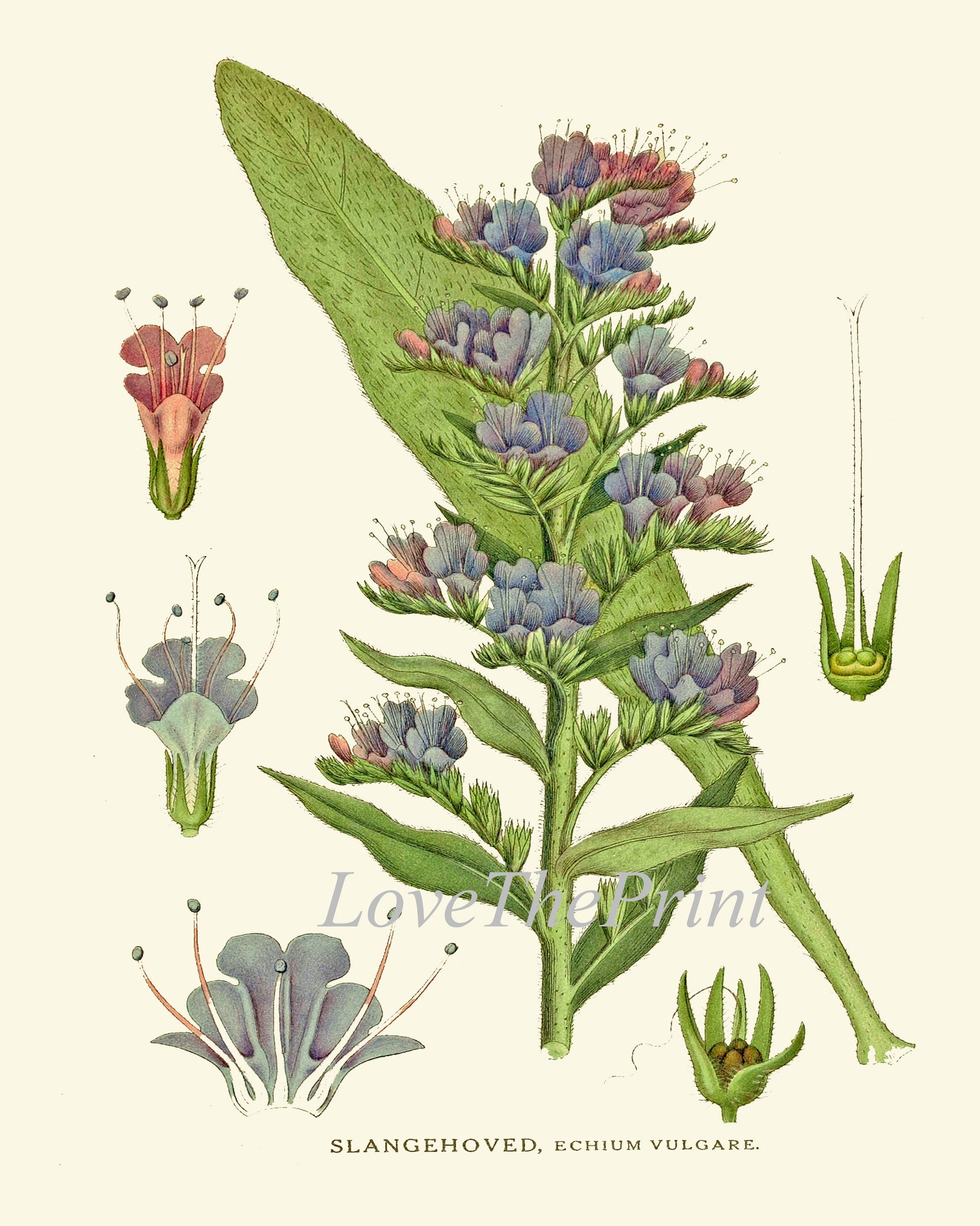 Blue Flowers Botanical Print Wall Art Set of 4 Prints | Etsy