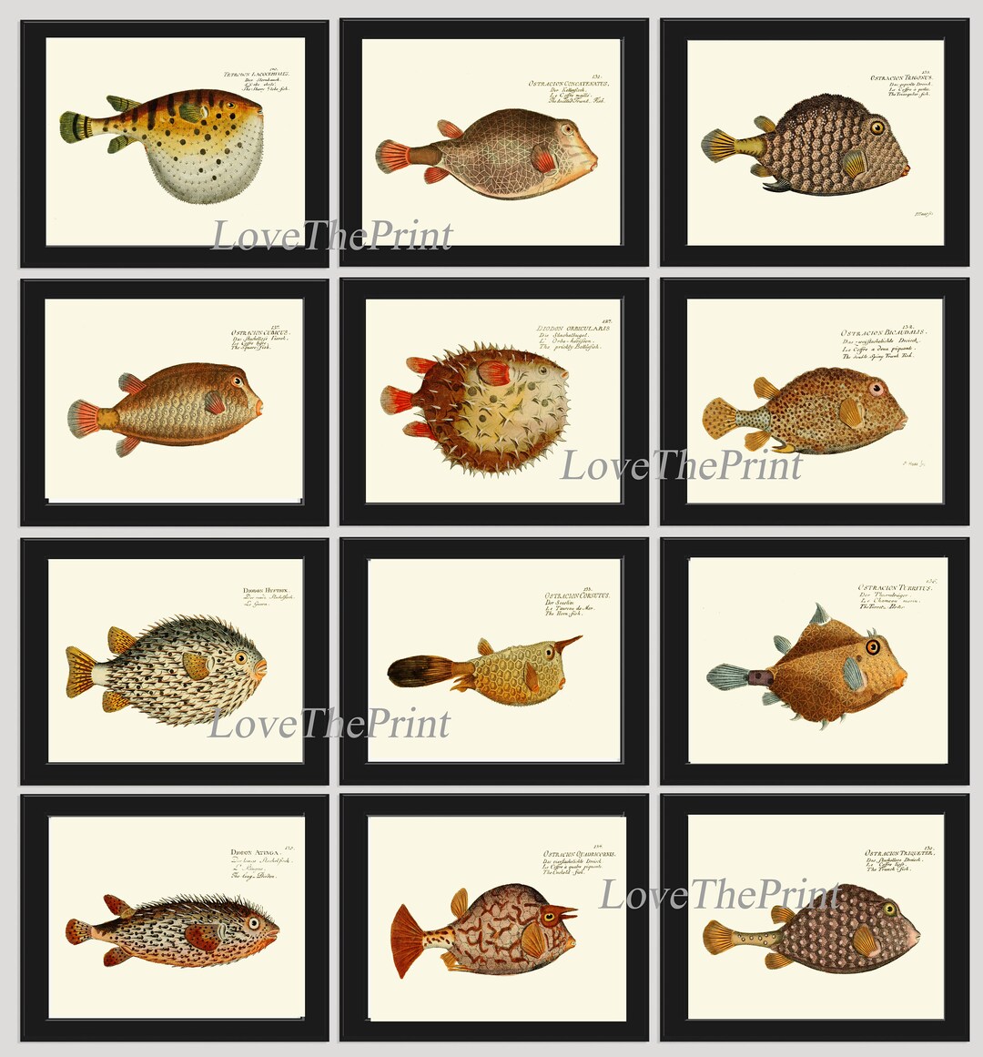 Fish Wall Art Print Set of 12 Beautiful Antique Natural Science ...