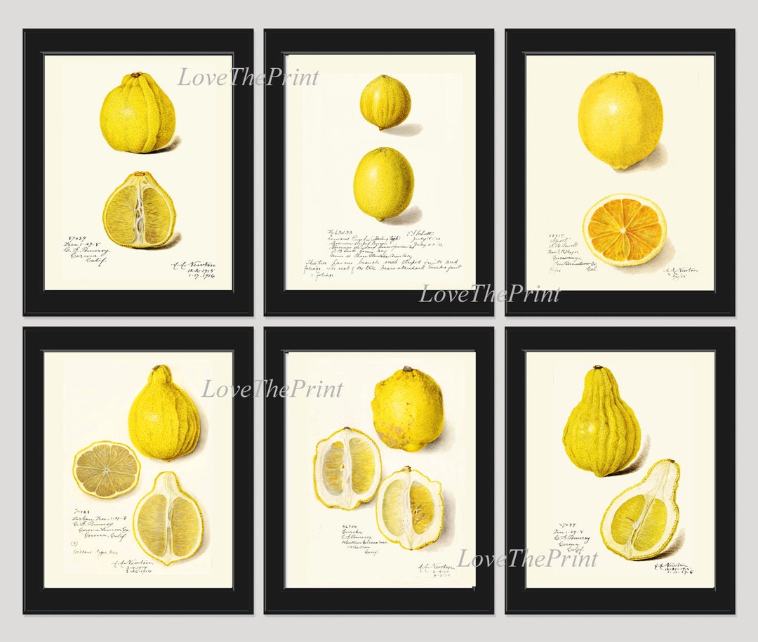 Lemons Print Set of 6 Prints Wall Art Beautiful Antique Citrus Fruit ...