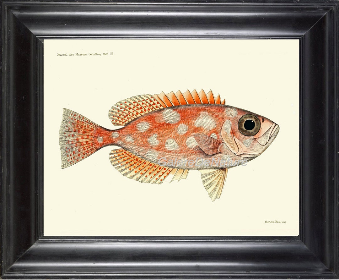 FISH PRINT Art F 17 4x6 5x7 8x10 11x14 Beautiful Large Bigeye Red Coral ...