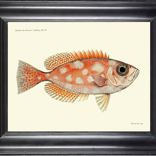 FISH PRINT Art BM88 4x6 5x7 8x10 11x14 Beautiful Toadfish - Etsy