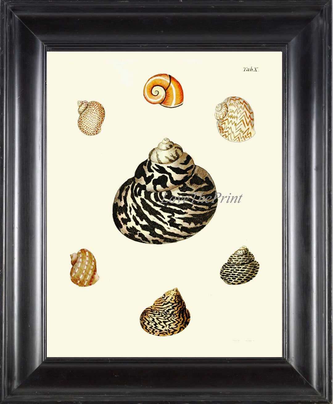 Seashell Print Wall Art KG10 Beautiful Antique Illustration Red Sea ...