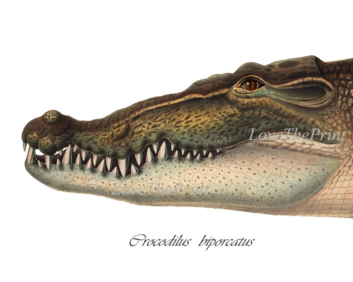 Alligator Print Wall Art Beautiful African Safari Nature Large - Etsy