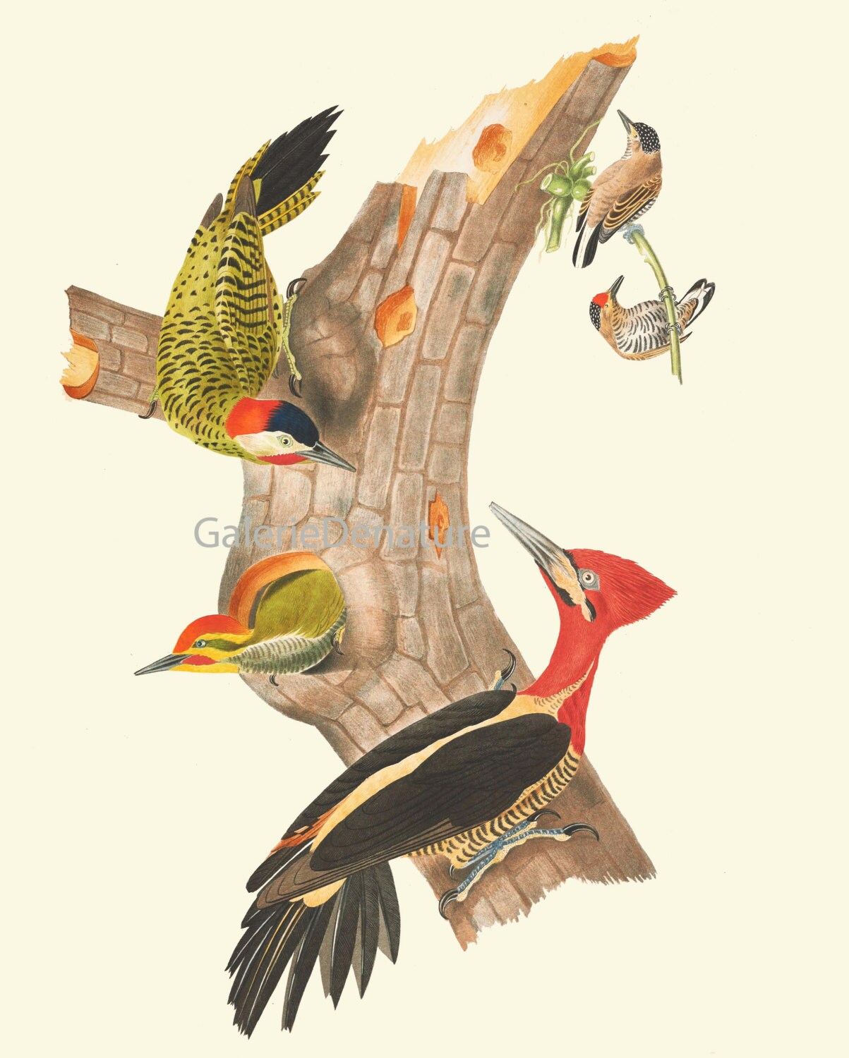 Bird Print D13 Art 4x6 5x7 8x10 11x14 Beautiful Rufous-Bellied | Etsy