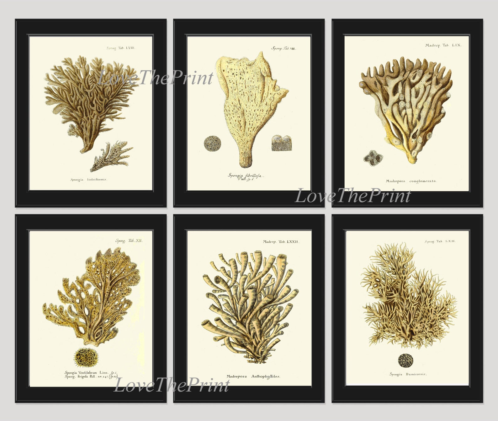Coral Print Wall Art Home Decor Set of 6 Prints Beautiful Antique ...