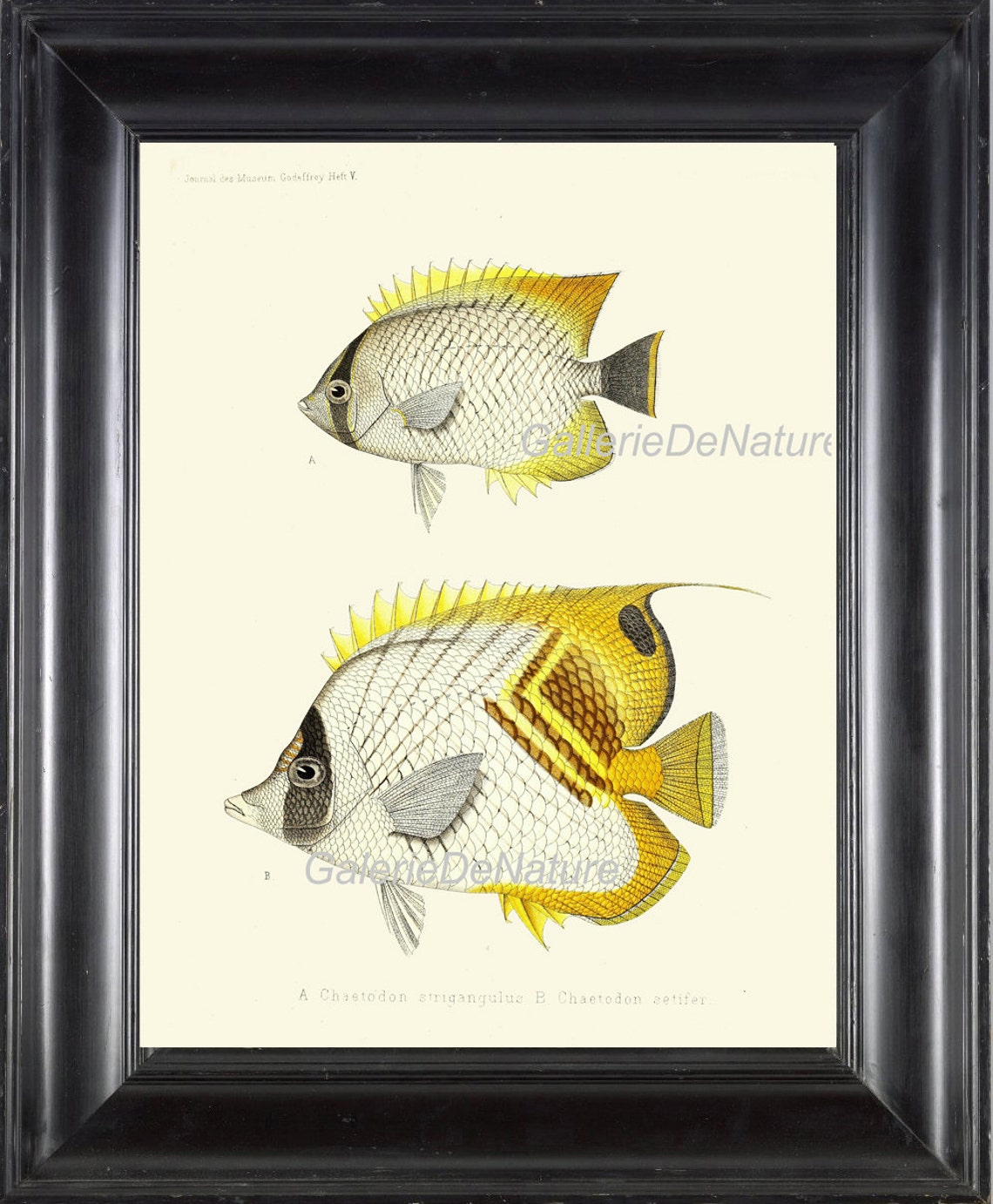 FISH PRINT Art F 23 4x6 5x7 8x10 11x14 Beautiful Butterflyfish - Etsy