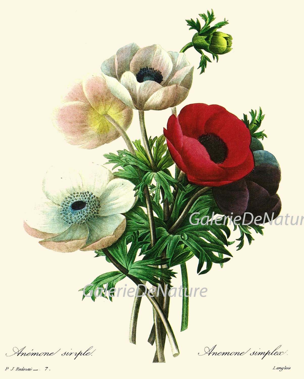 Botanical PRINT SET of 6 Art Redoute 122 Beautiful Flowers Red - Etsy