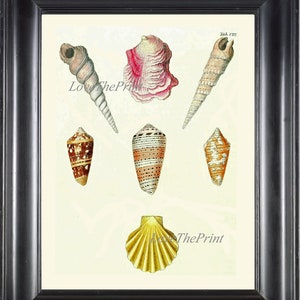 Seashell Print Wall Art Kg8beautiful Antique Pink Yellow Ivory Shell ...