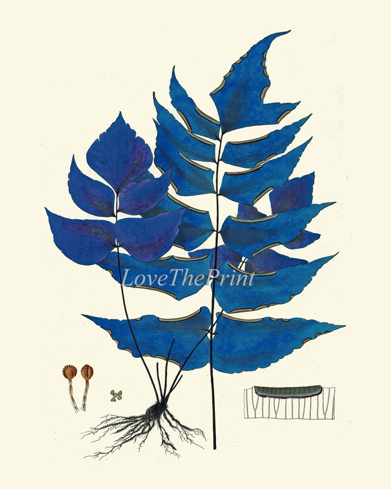 Blue Fern Botanical Wall Art Print Set of 4 Beautiful Ferns Green ...