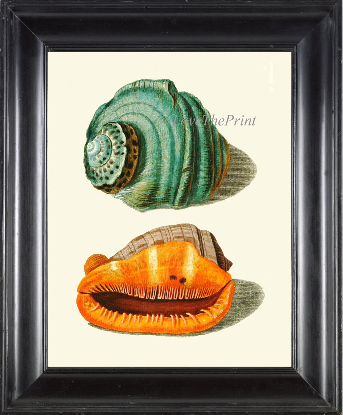 Aqua Turquoise Seashell Print Wall Art KG37 Beautiful Antique | Etsy