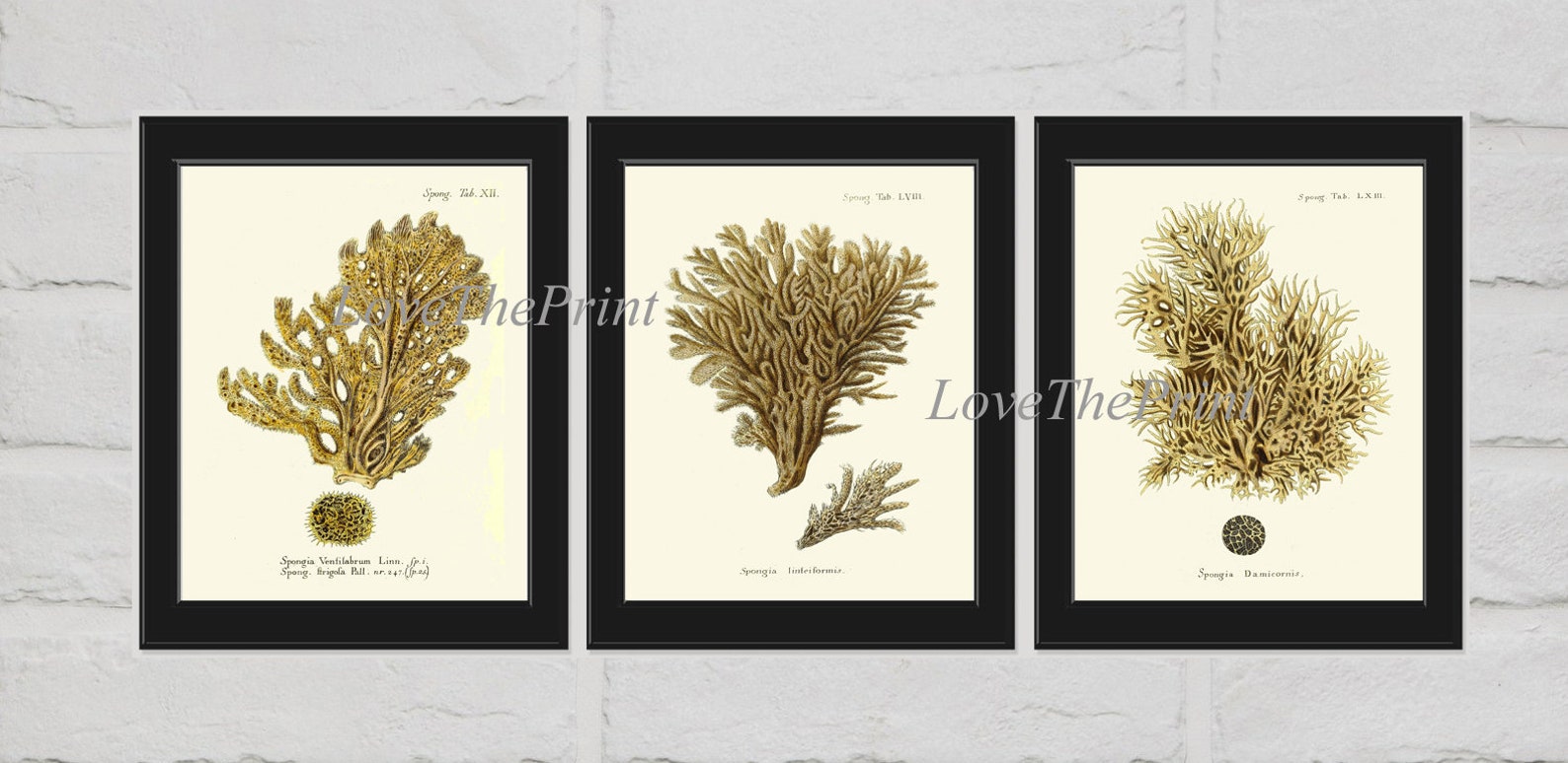 Coral Print Wall Art Set of 3 Beautiful Vintage Illustration | Etsy