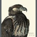 Eagle Print Art 4 Prints African Sea Bateleur Tawn Eagle Forest Country ...