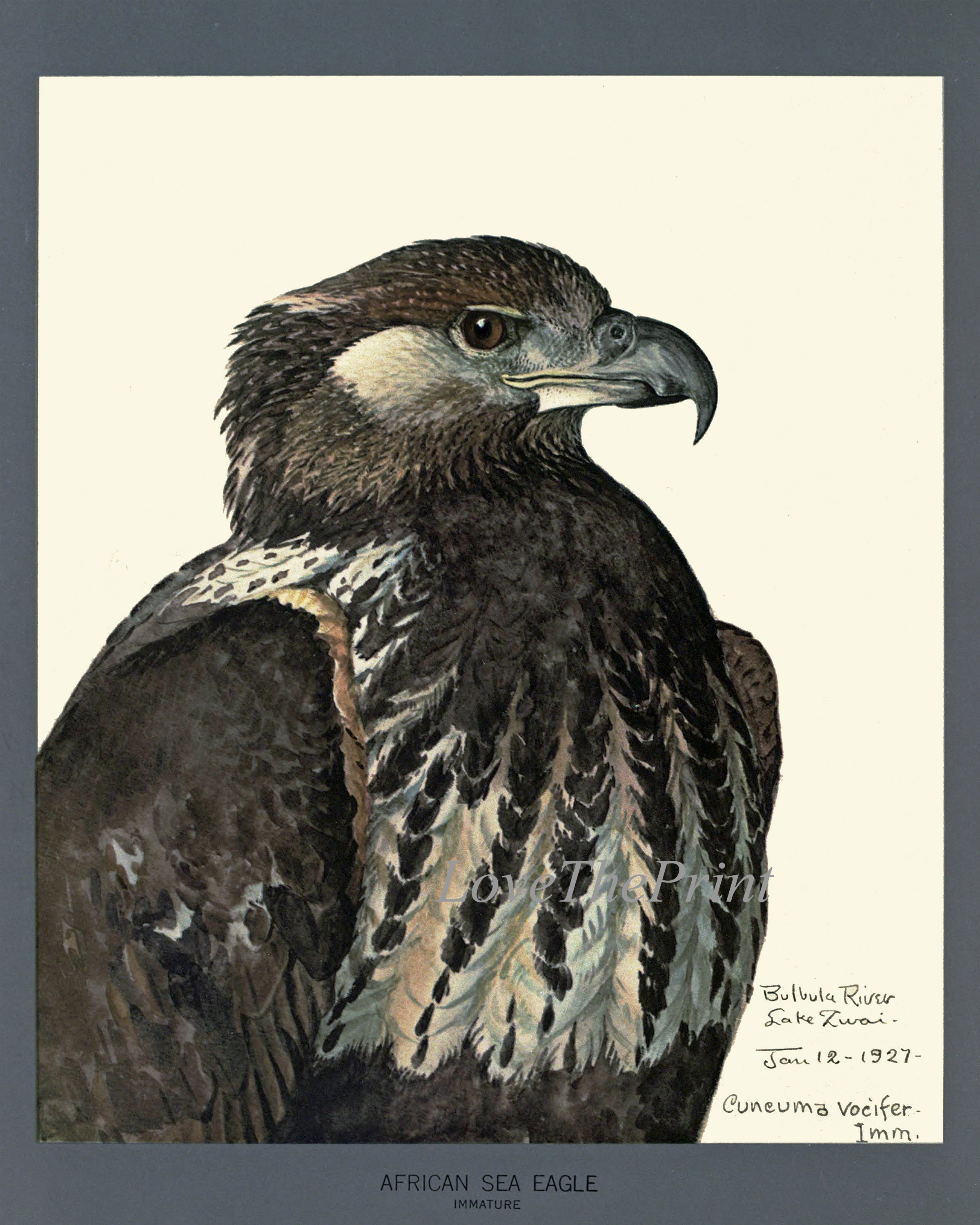 Eagle Print Art 4 Prints African Sea Bateleur Tawn Eagle Forest Country ...