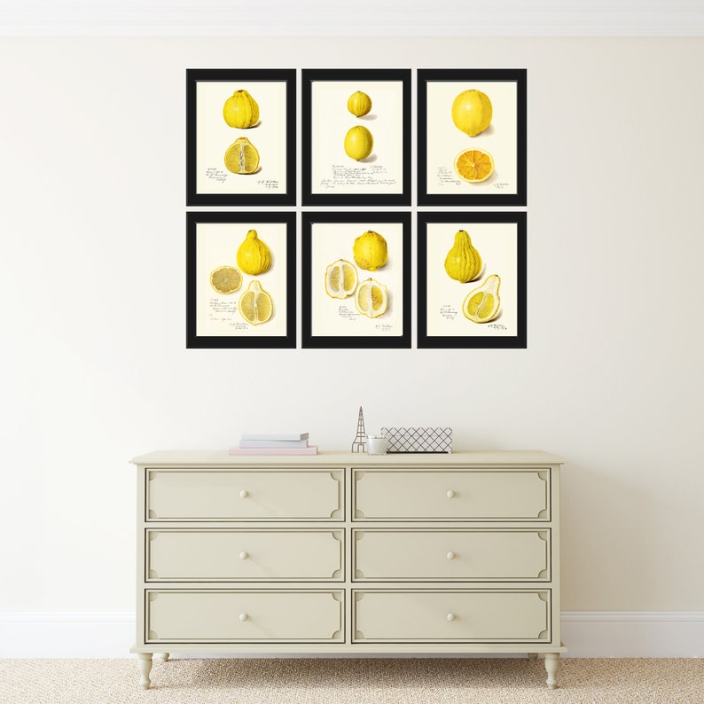 Lemons Print Set of 6 Prints Wall Art Beautiful Antique Citrus - Etsy