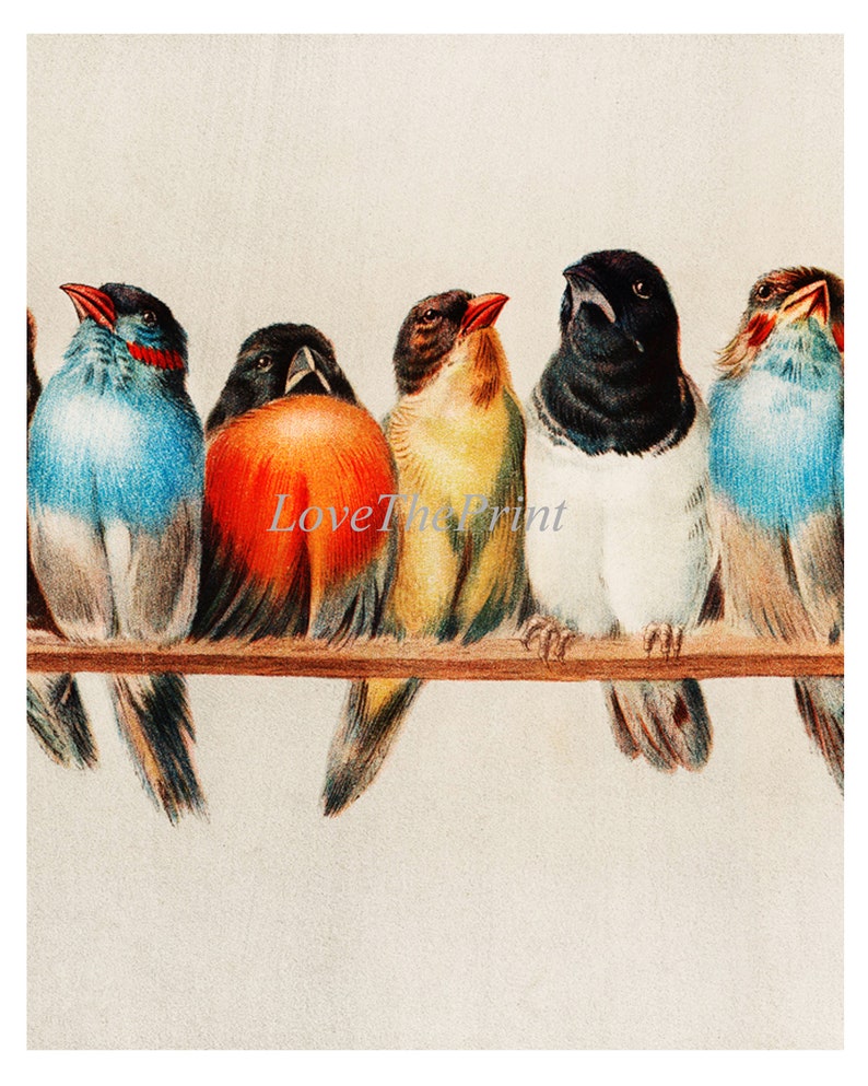 A Perch of Birds Print Set of 4 Prints Beautiful Vintage - Etsy