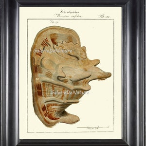 Sea Shell Print Art M142 4x6 5x7 8x10 11x14 Beautiful Large Buccinidae ...