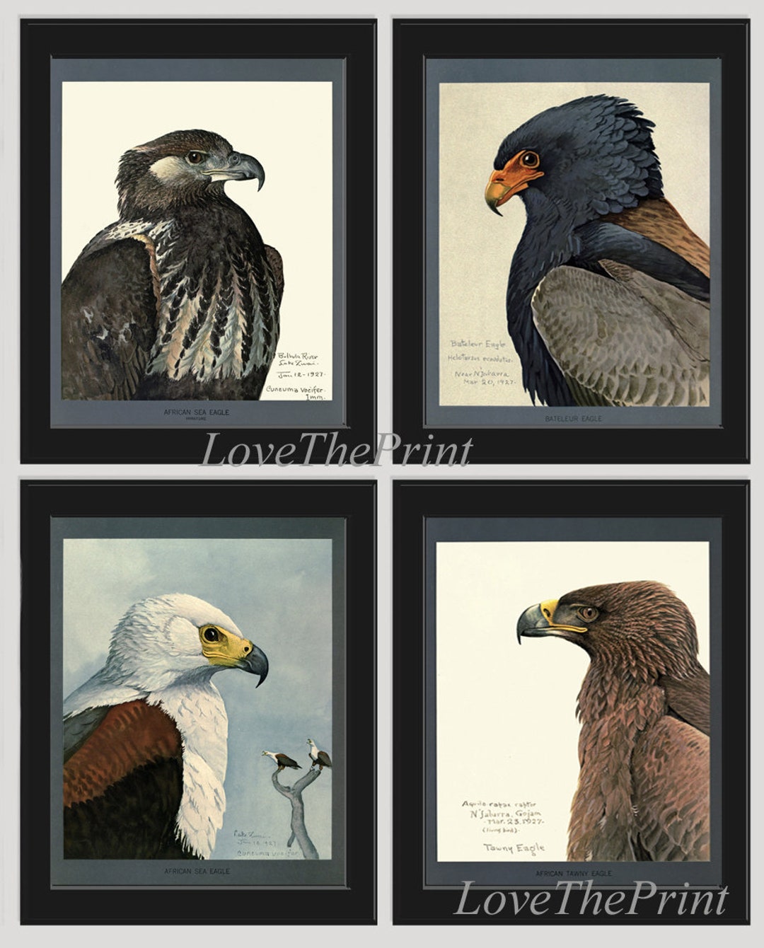 Eagle Print Art 4 Prints African Sea Bateleur Tawn Eagle Forest Country ...