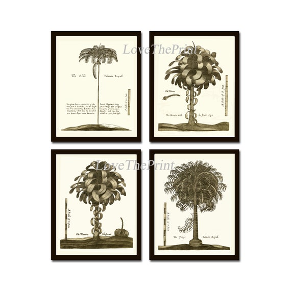 Palm Tree Art Print Set of 4 Antique Beautiful Tropical Nature | Etsy