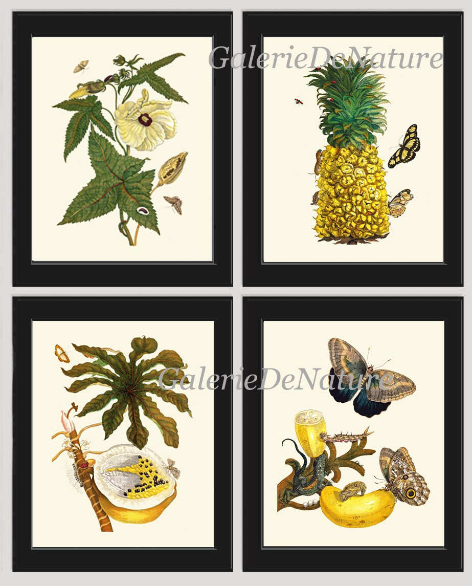 Fruit PRINT SET of 4 Botanical Wall Art Beautiful White Hibiscus Flower ...