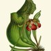 Carnivorous Insect Eating Plant Trumpet Pitchers Botanical Wall Art ...