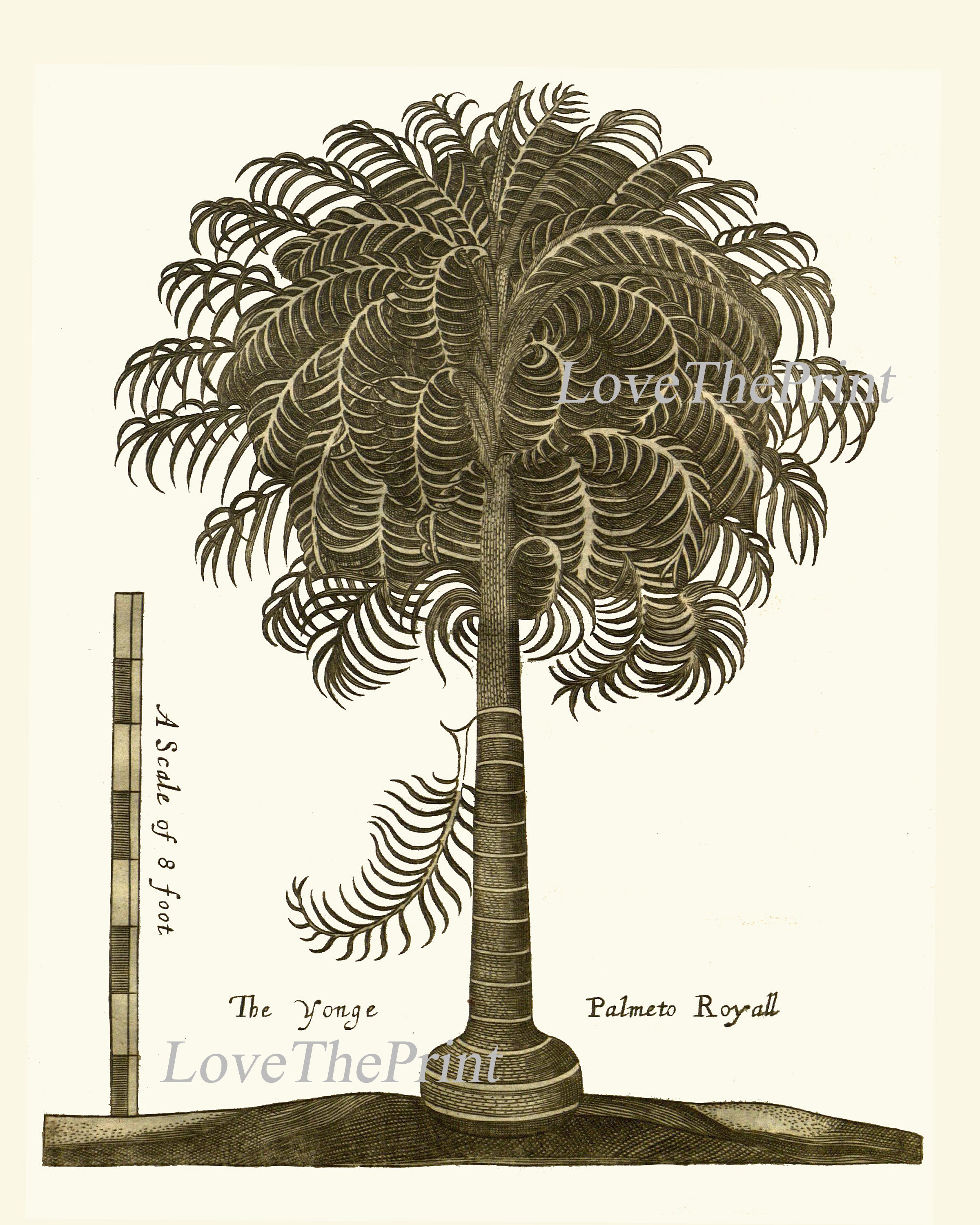 Palm Tree Art Print Set of 4 Antique Beautiful Tropical Nature - Etsy