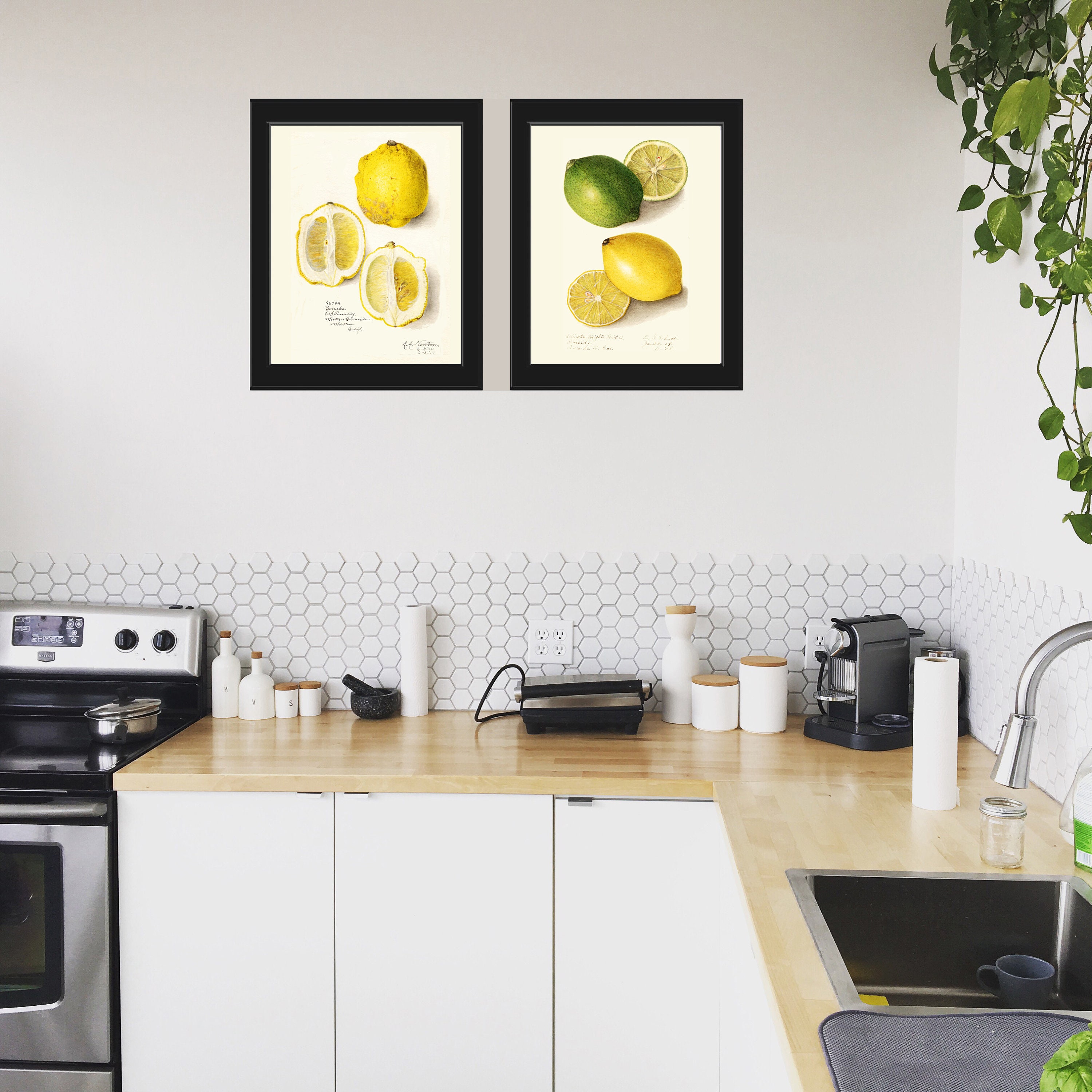 Lemon Lime Citrus Fruit Print Set of 2 Prints Beautiful - Etsy