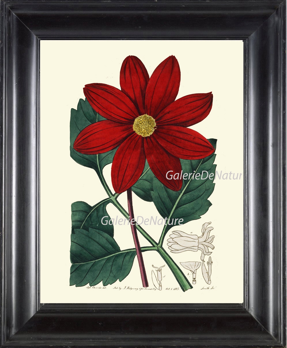 BOTANICAL PRINT Art ED21 Beautiful Red Dahlia Flower Plant | Etsy