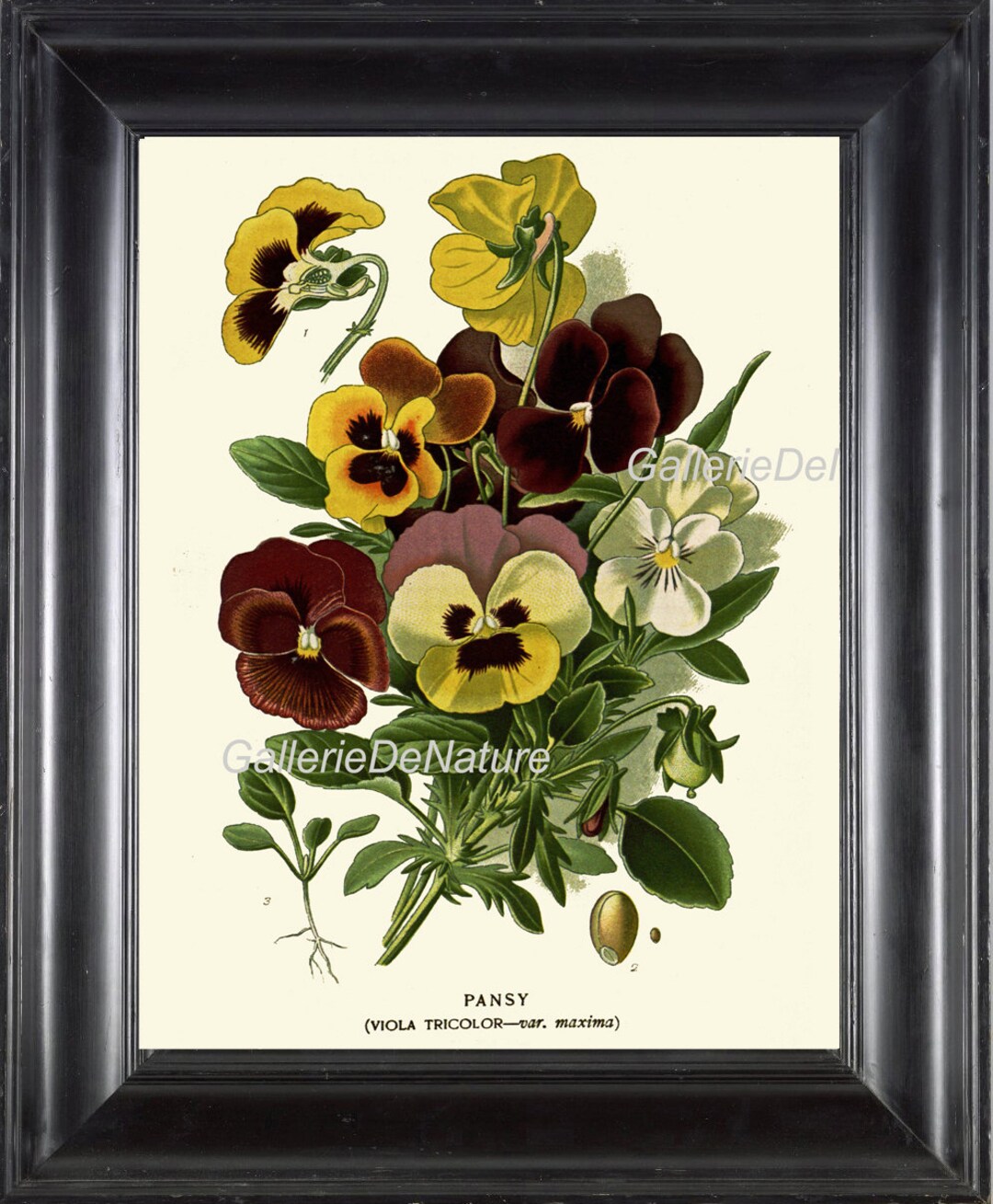 Botanical Print S24 Beautiful Pansy Pansies Spring Summer Garden ...