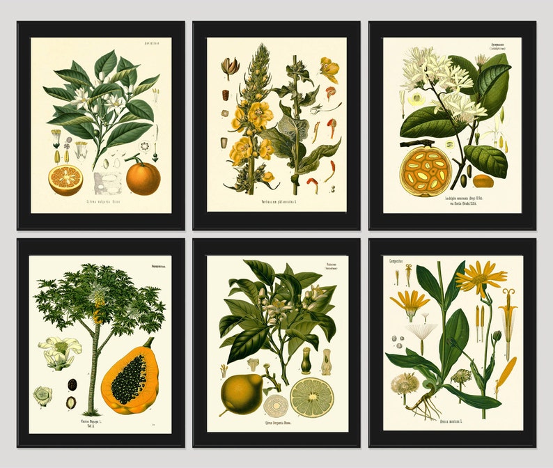 Botanical PRINT SET of 6 Art K111 Beautiful Citrus Fruit - Etsy