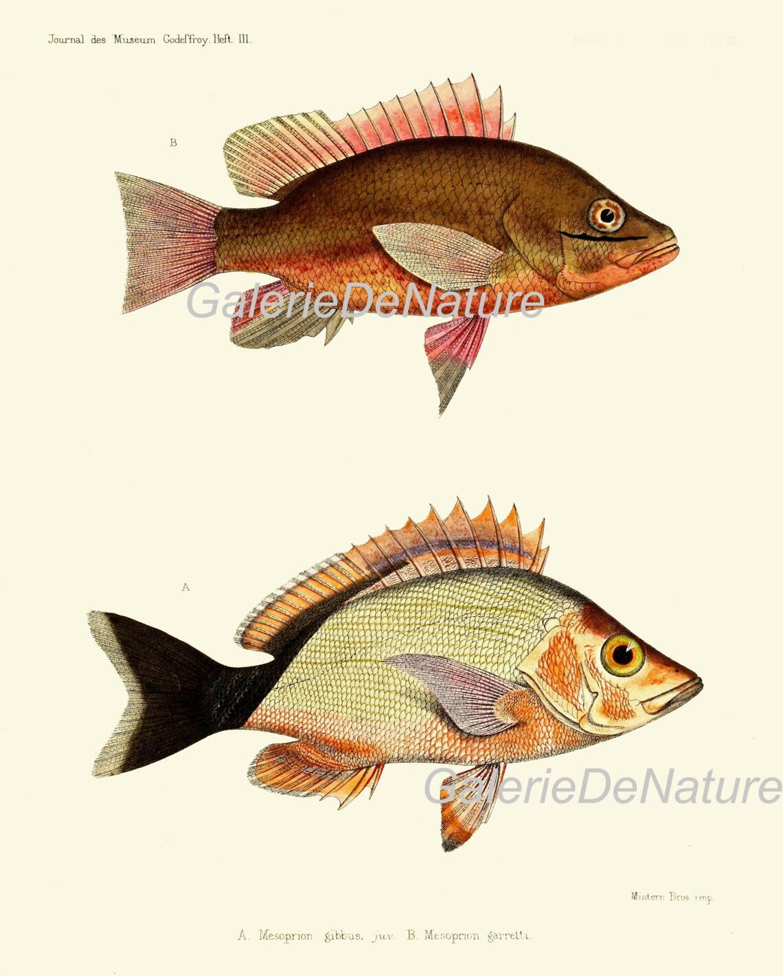 FISH PRINT Art F 12 4x6 5x7 8x10 11x14 Beautiful Colored Fish | Etsy