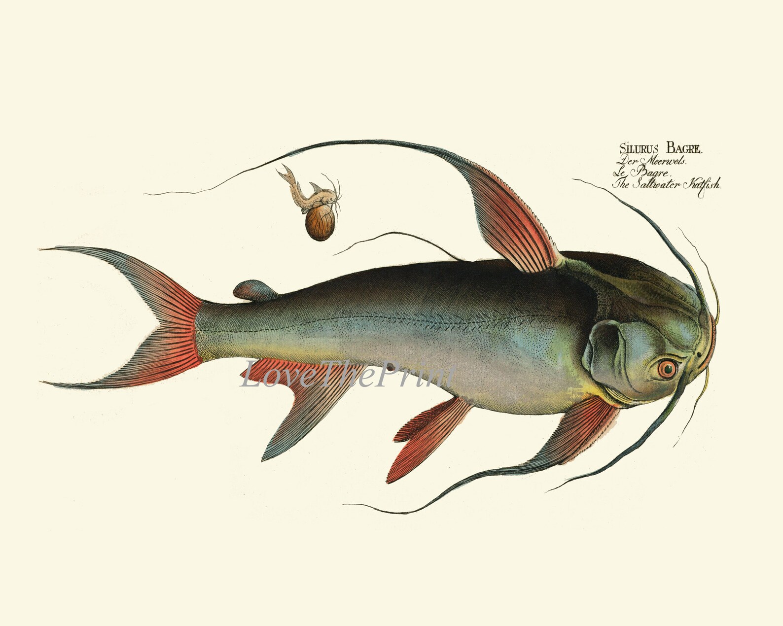 Catfish Fish Art Print Set of 4 Antique Beautiful Lake River Fishing ...