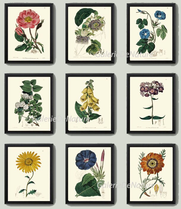 BOTANICAL PRINT Art ED17 Beautiful Flower Yellow French Cabbage Rose ...