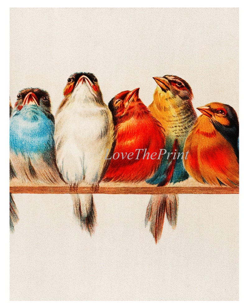 A Perch of Birds Print Set of 4 Prints Beautiful Vintage - Etsy