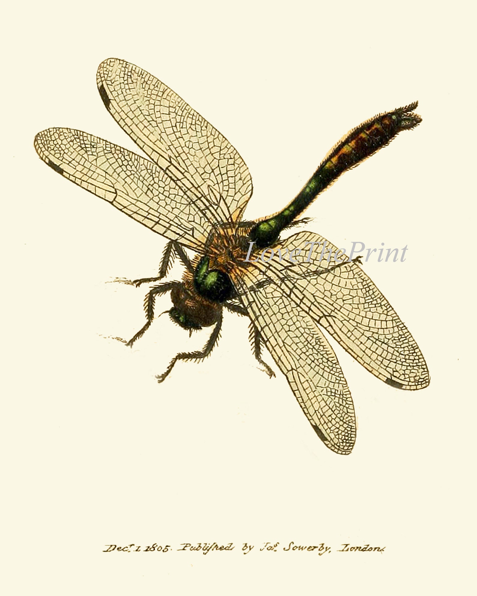 Dragonfly Print Set of 2 Beautiful Antique Vintage Dragonflies Spring ...