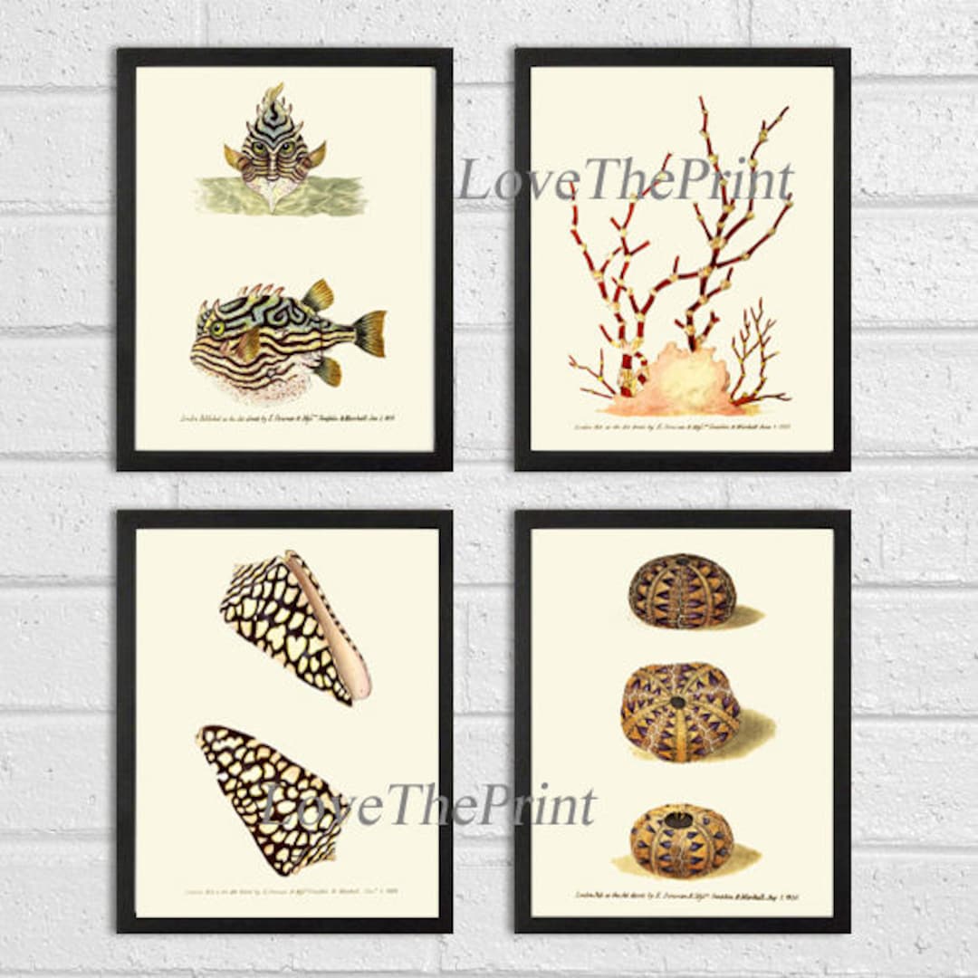Fish Coral Sand Dollar Shell Sea Urchin Art Print Set of 4 Antique ...
