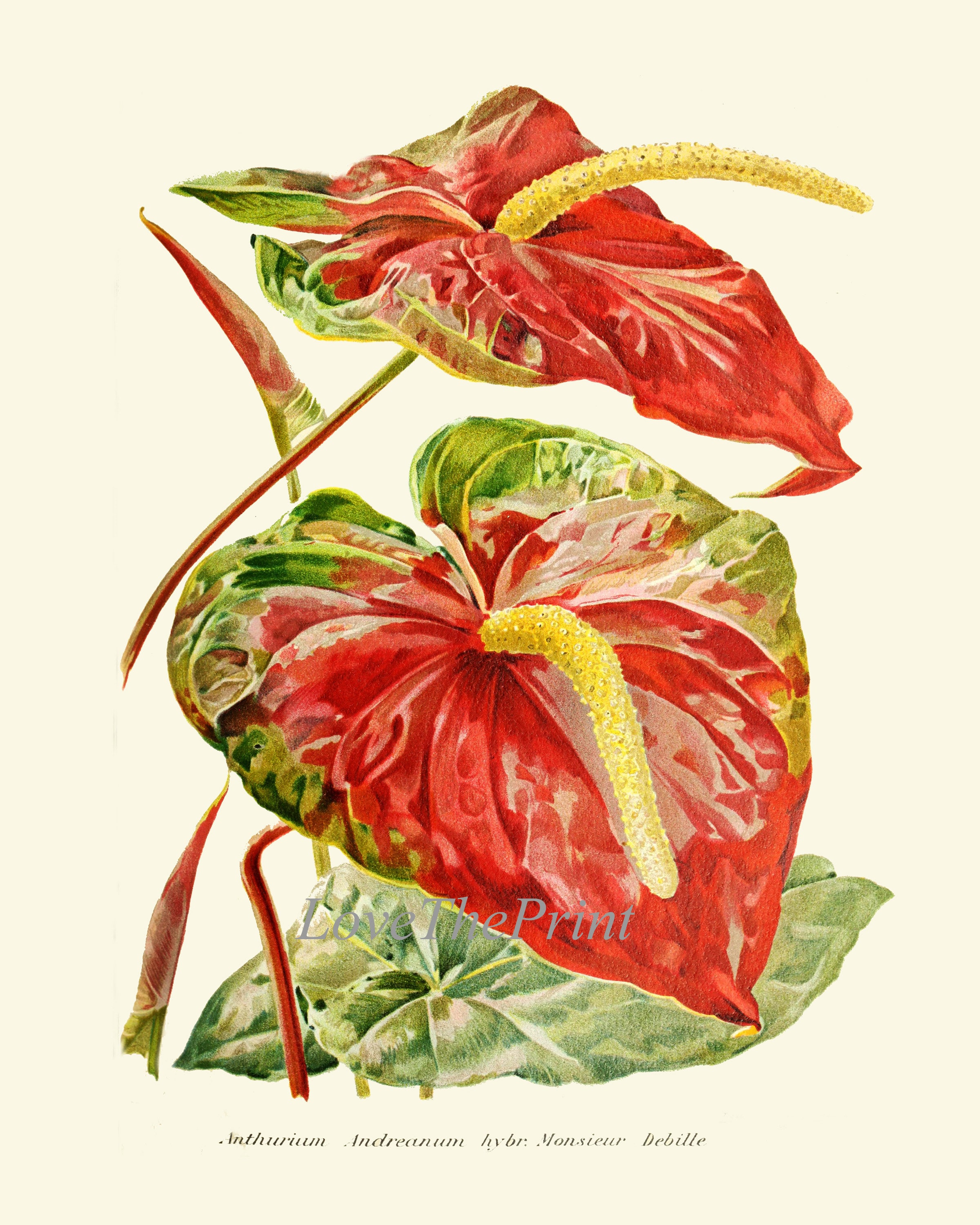 Tropical Red Flowers Art Print Set of 4 Botanical Antique Anthurium ...