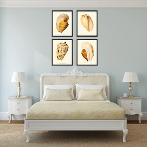Seashell Sea Shell Art Print Set of 4 Antique Beautiful Large Ocean Sea ...
