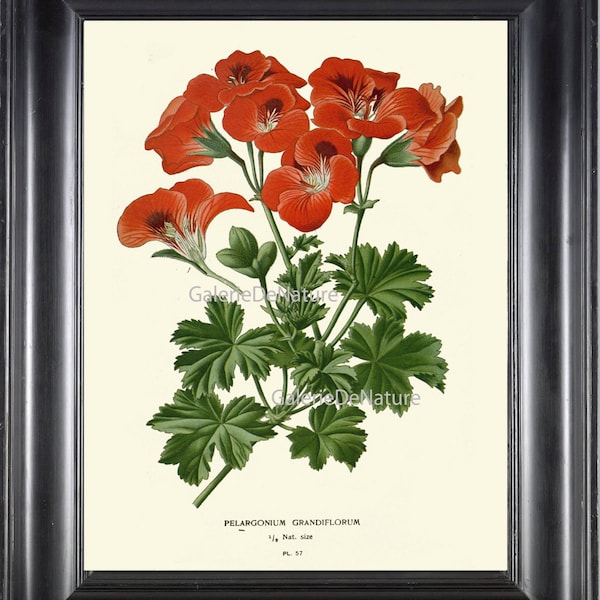 Large Botanical - Etsy