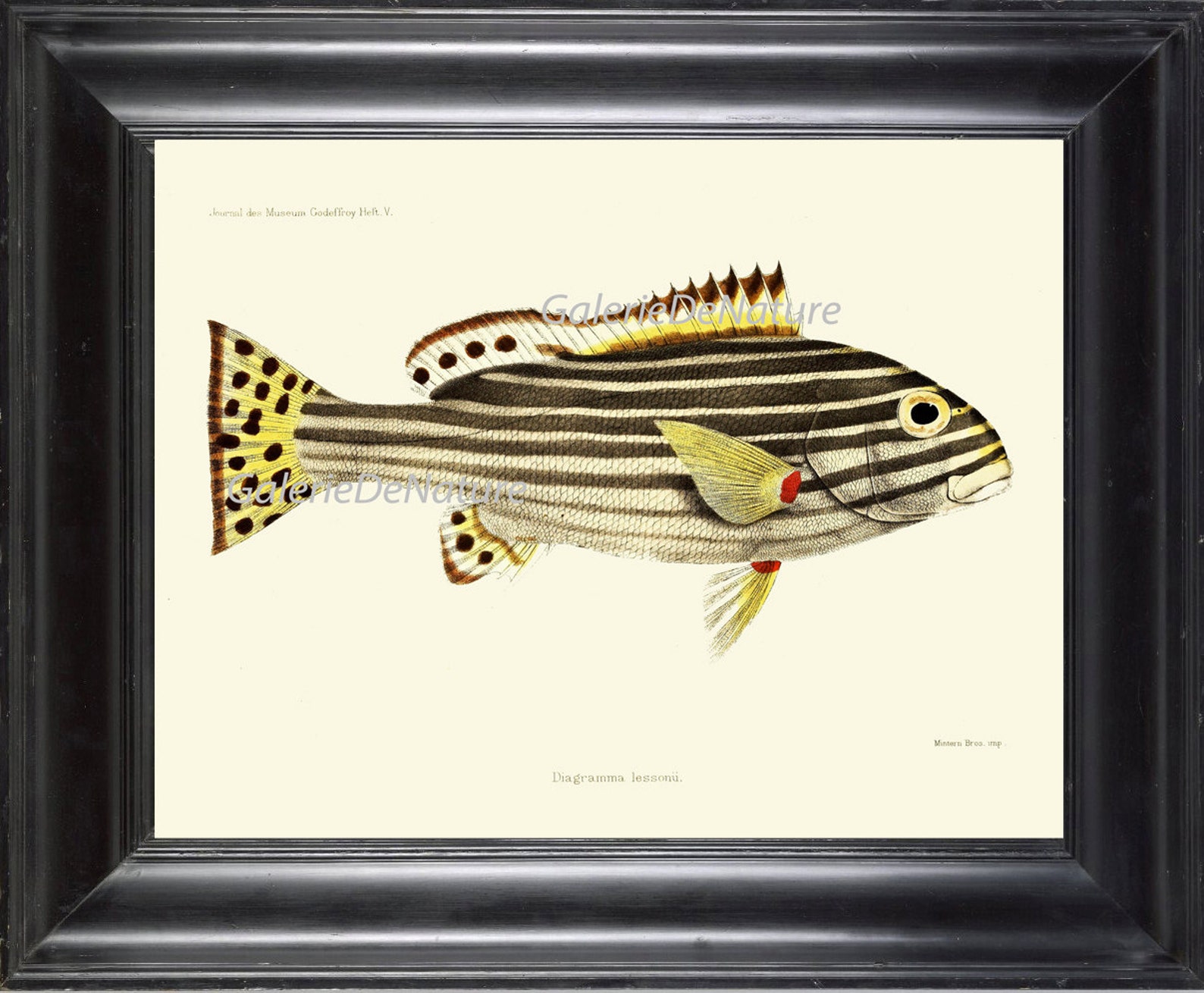 FISH PRINT Art F22 4x6 5x7 8x10 11x14 Beautiful Antique - Etsy