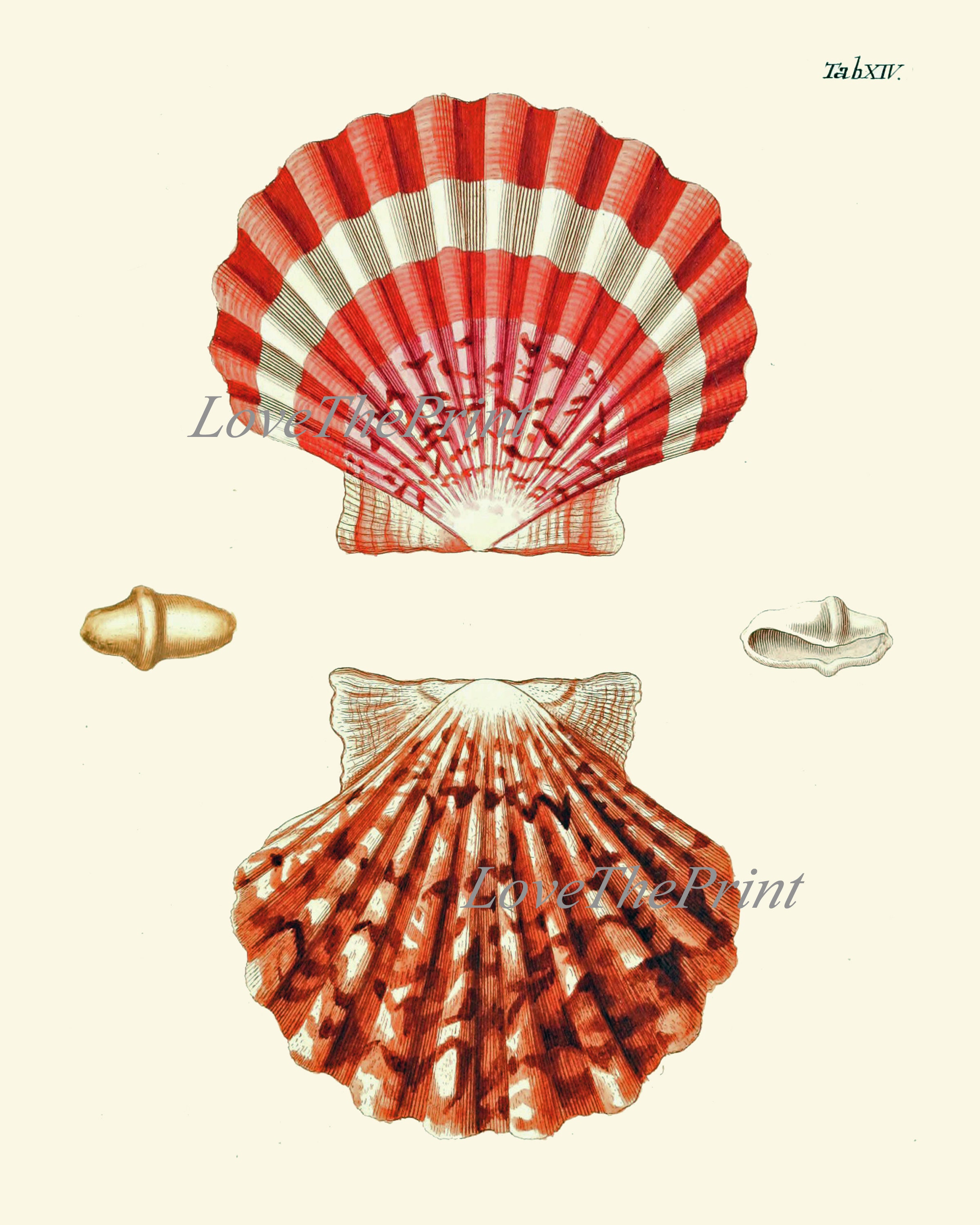 Red Seashell Print Bathroom Wall Art KG14 Beautiful Antique ...