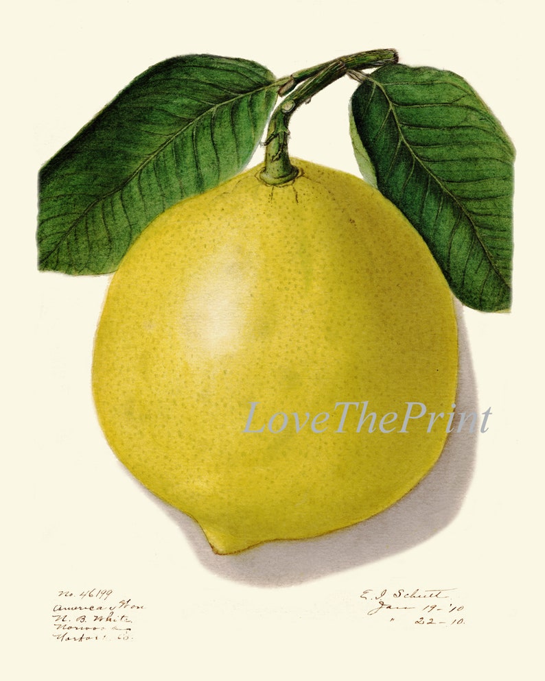 Botanical Lemon Art Print US12 Beautiful Large Antique - Etsy