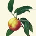 Botanical Art Print R72 Beautiful Large Peach Fruit Tree - Etsy