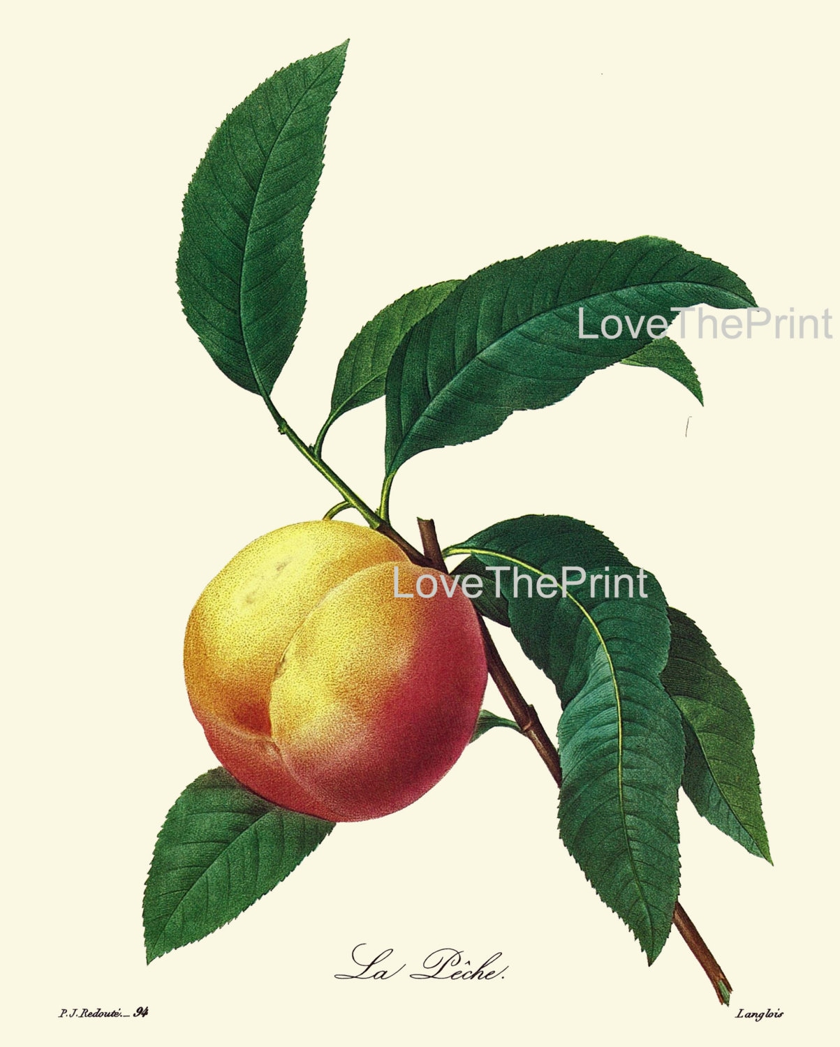 Botanical Art Print R72 Beautiful Large Peach Fruit Tree - Etsy