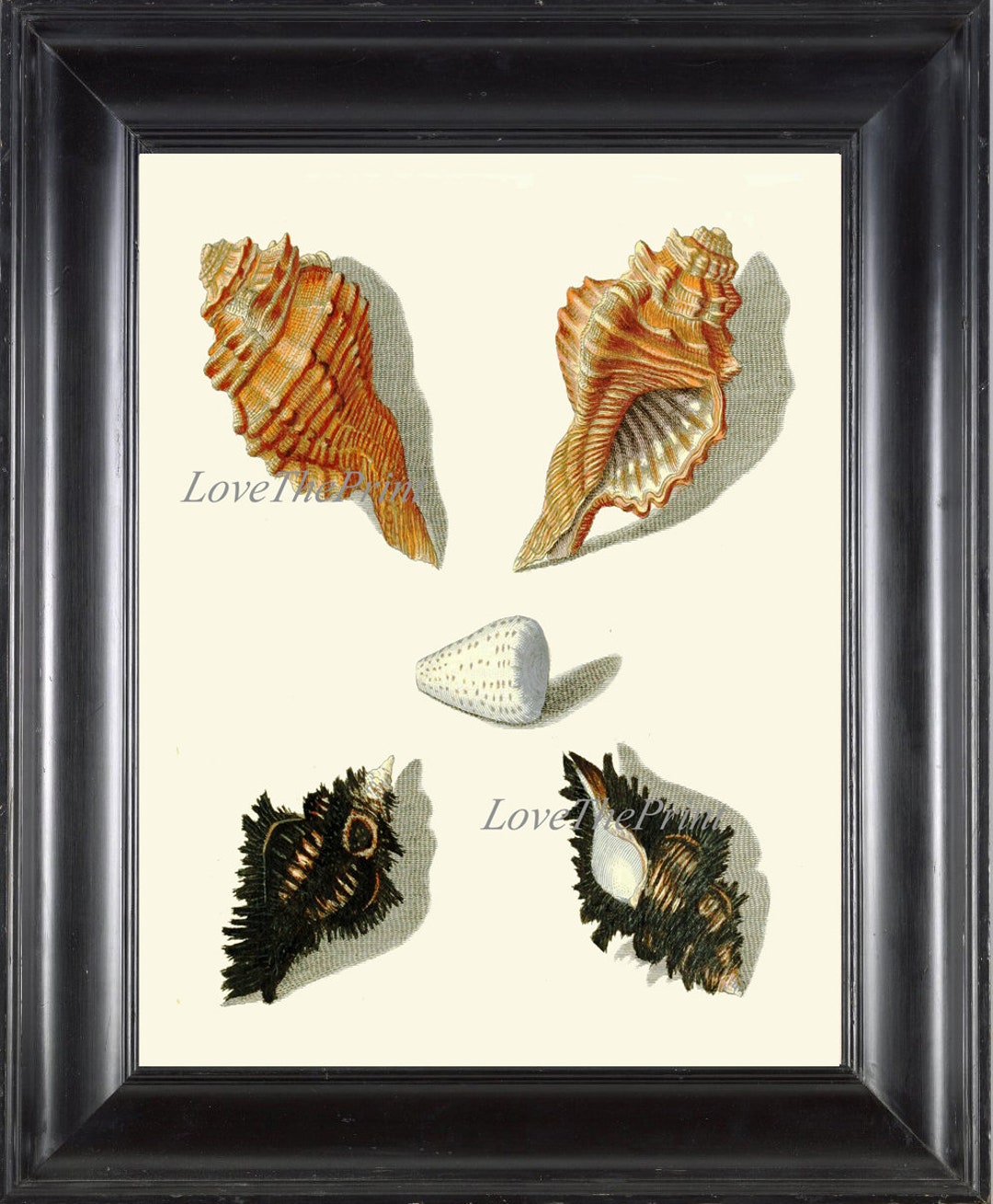 Seashell Print Wall Art KG36 Beautiful Antique Shell Ocean Beach ...