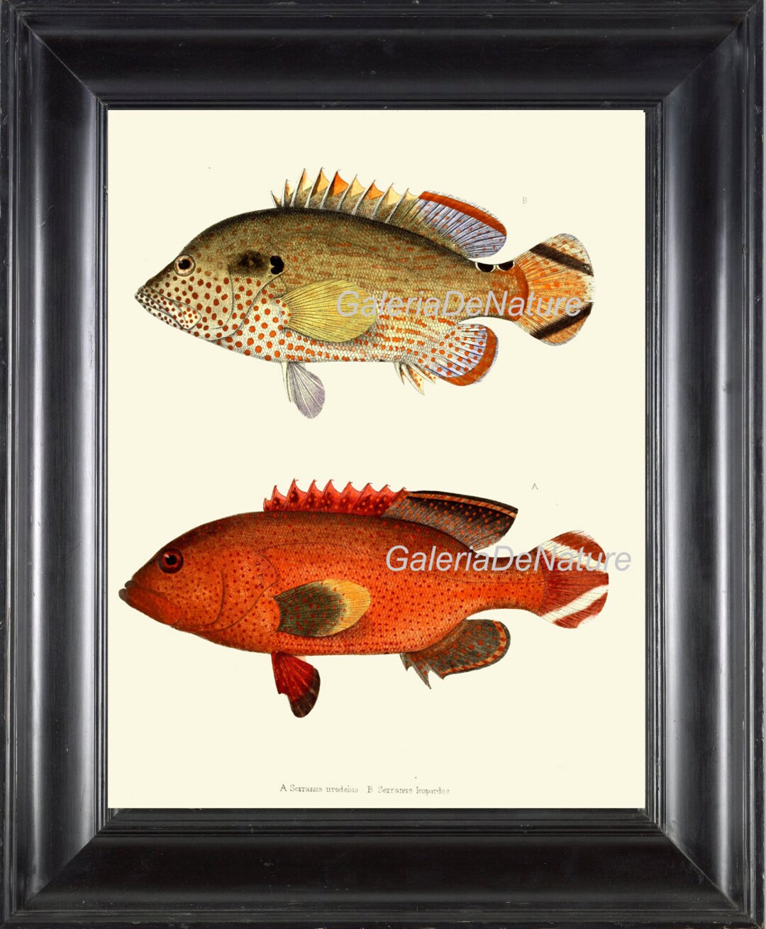 FISH PRINT Art F 3 4x6 5x7 8x10 11x14 Beautiful Large Hind and Spotted ...