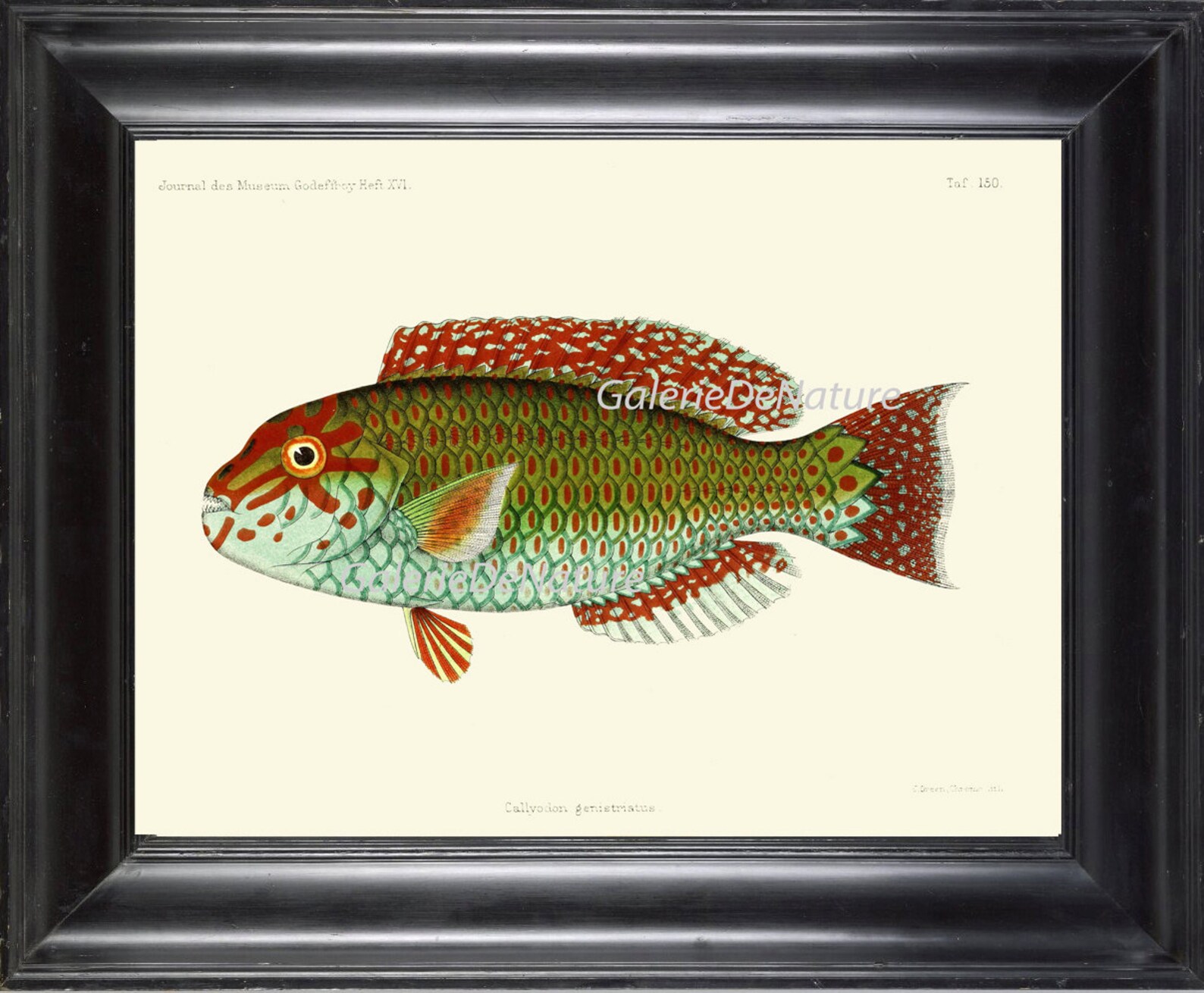 FISH PRINT Art F96 4x6 5x7 8x10 11x14 Beautiful Large Callyodon Green ...